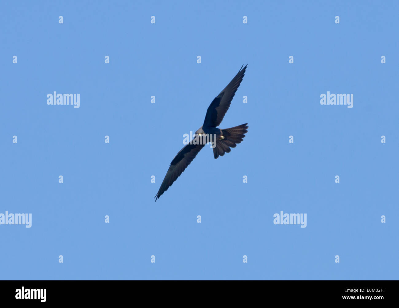 Adult Eleonoras Falcon Falco eleonorae Dark phase in flight against ...