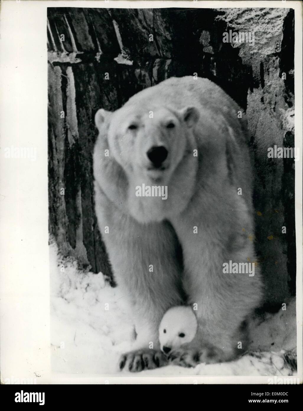 Feb. 02, 1953 - Stockholm zoo's polar bear introduces her cub for the ...