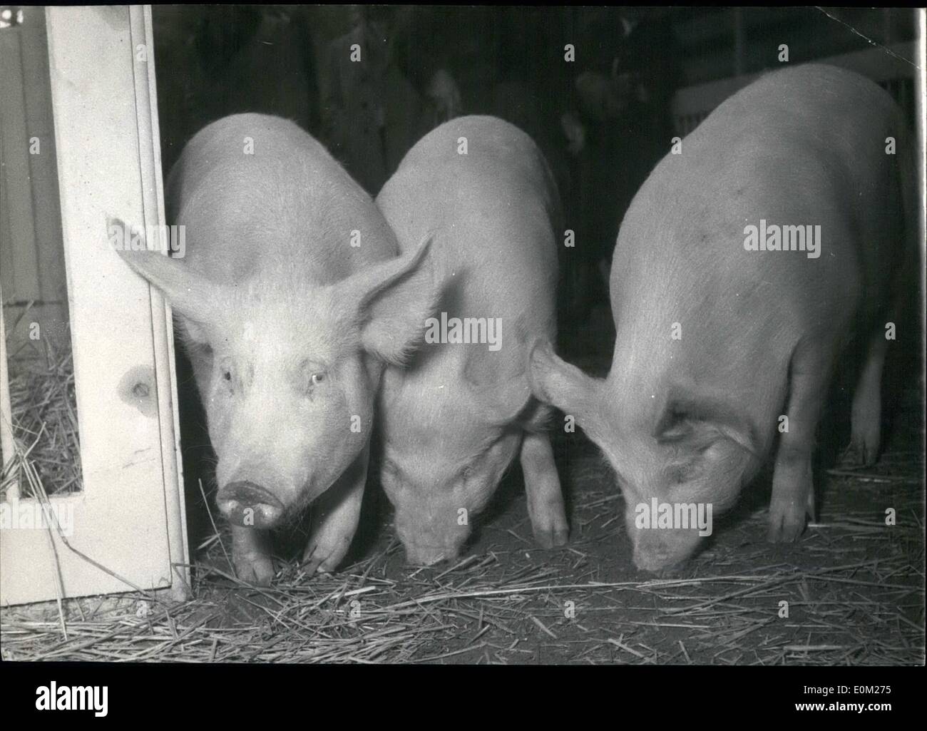 Agricultural show pigs historical hi-res stock photography and images ...