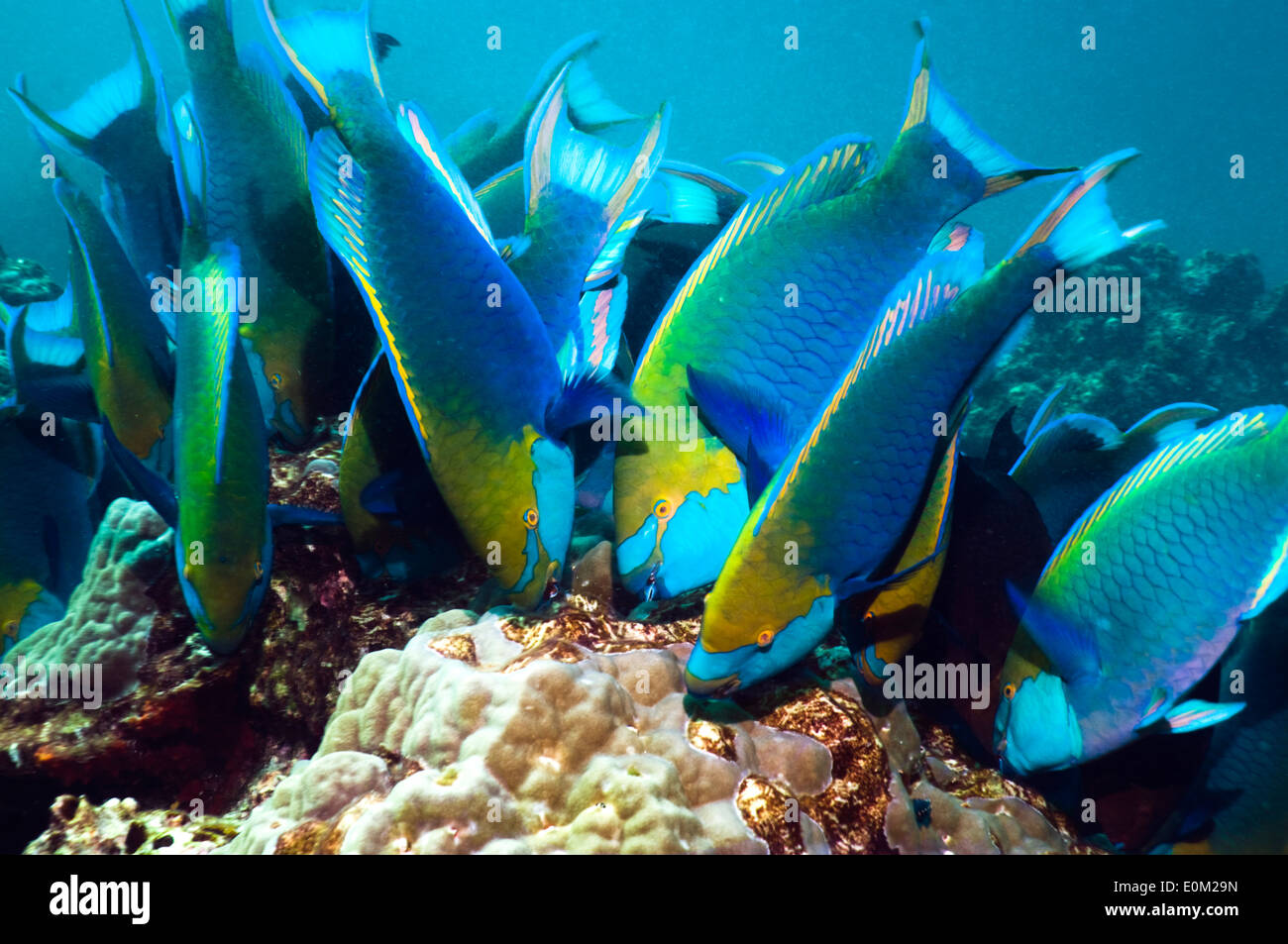 Parrotfish eating coral hi-res stock photography and images - Alamy