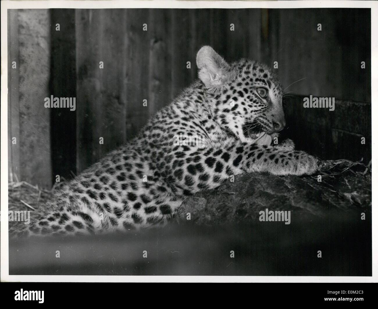 Apr. 04, 1953 - Our picture shows a young, three months old leopard of ...