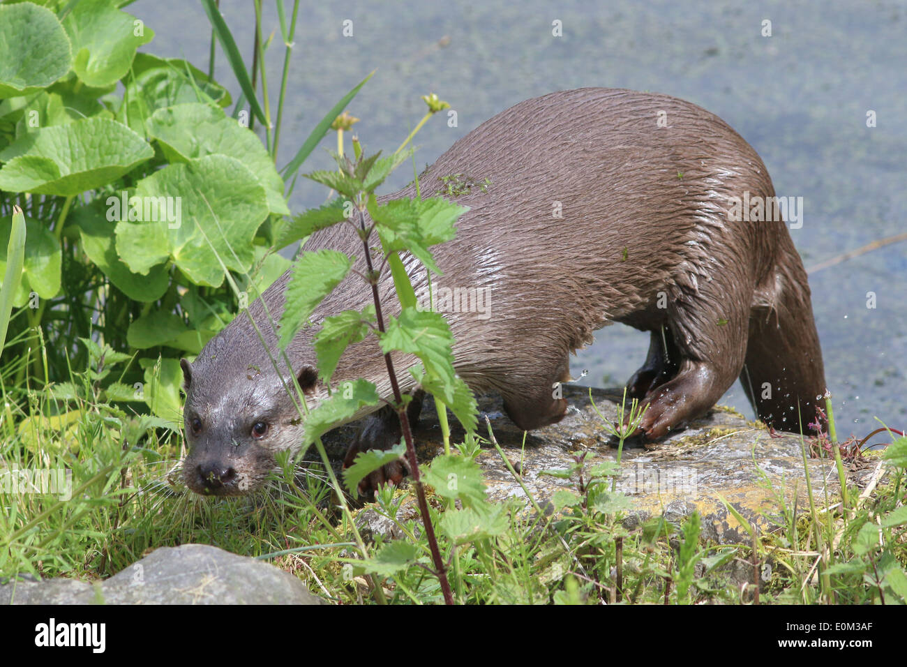 Close-up of a male European river otter (Lutra lutra) leaving the water ...