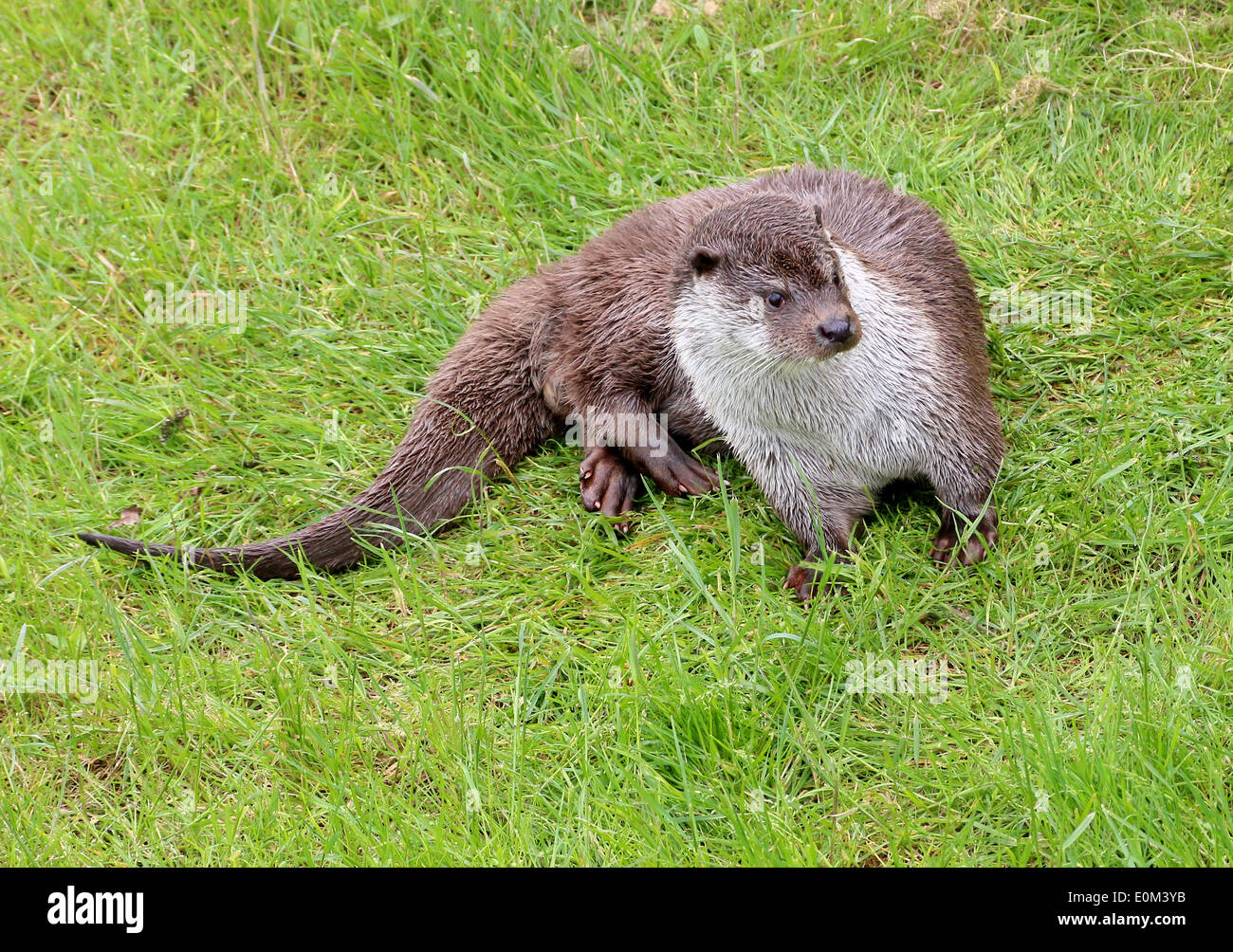 Eurasian river otter hi-res stock photography and images - Alamy
