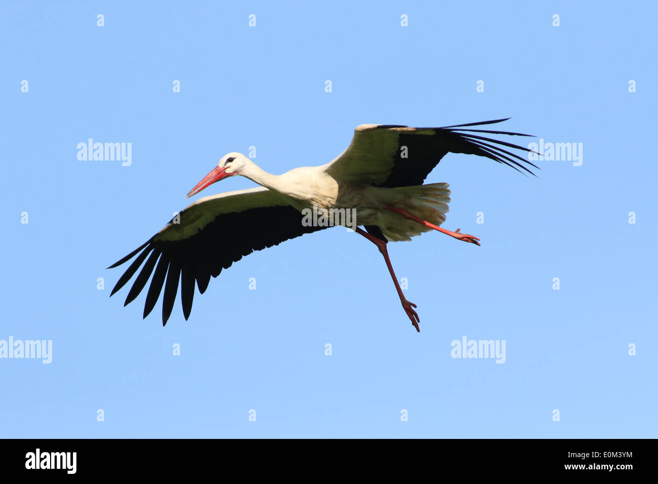 Stork in flight landing hi-res stock photography and images - Alamy