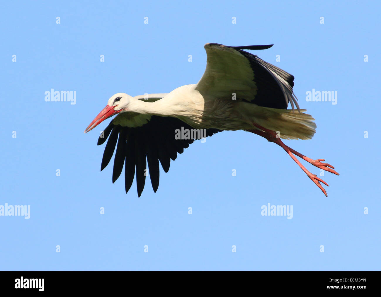 Cicogna bianca ciconia hi-res stock photography and images - Alamy