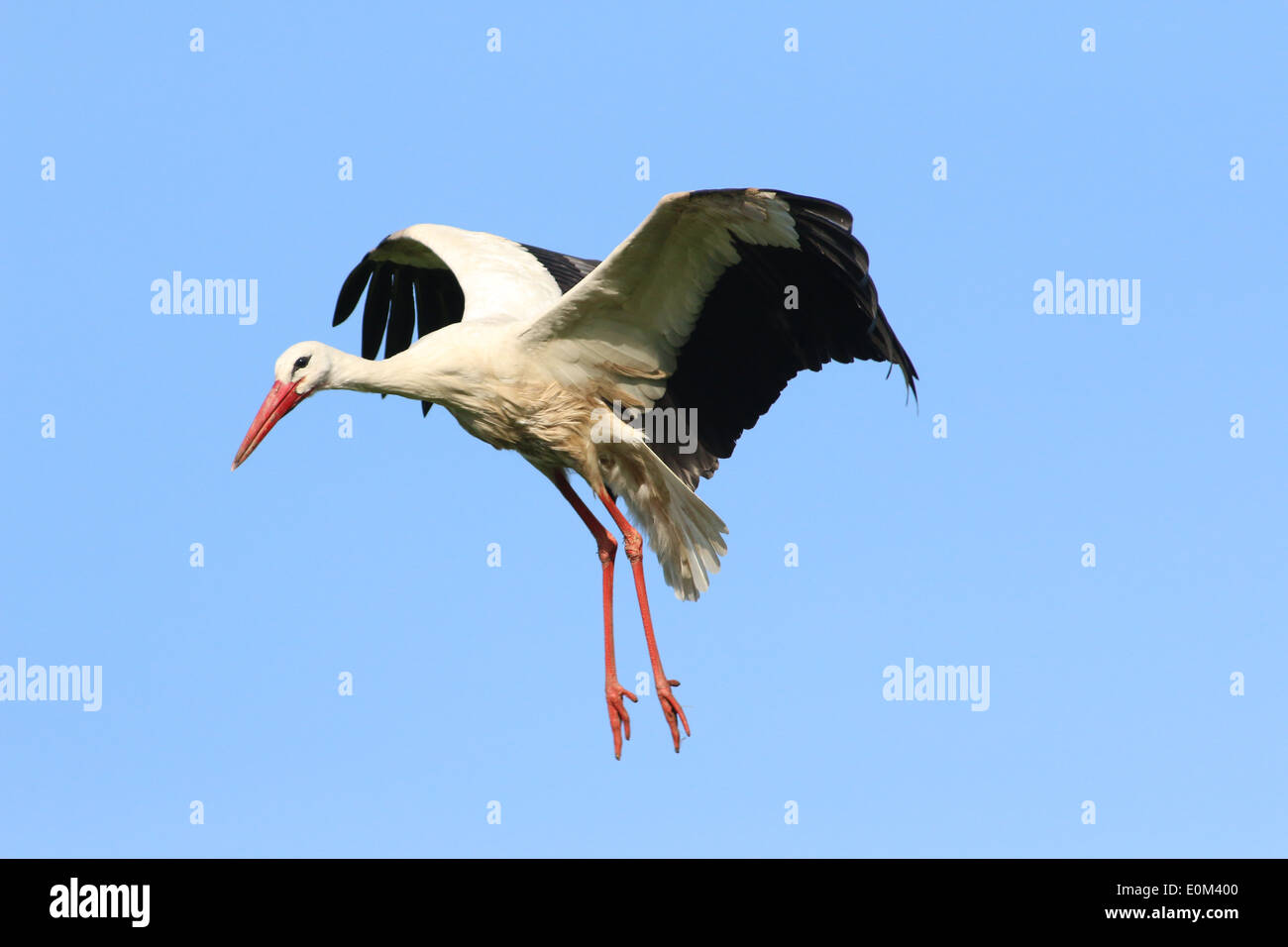 White stork in flight landing hi-res stock photography and images - Alamy