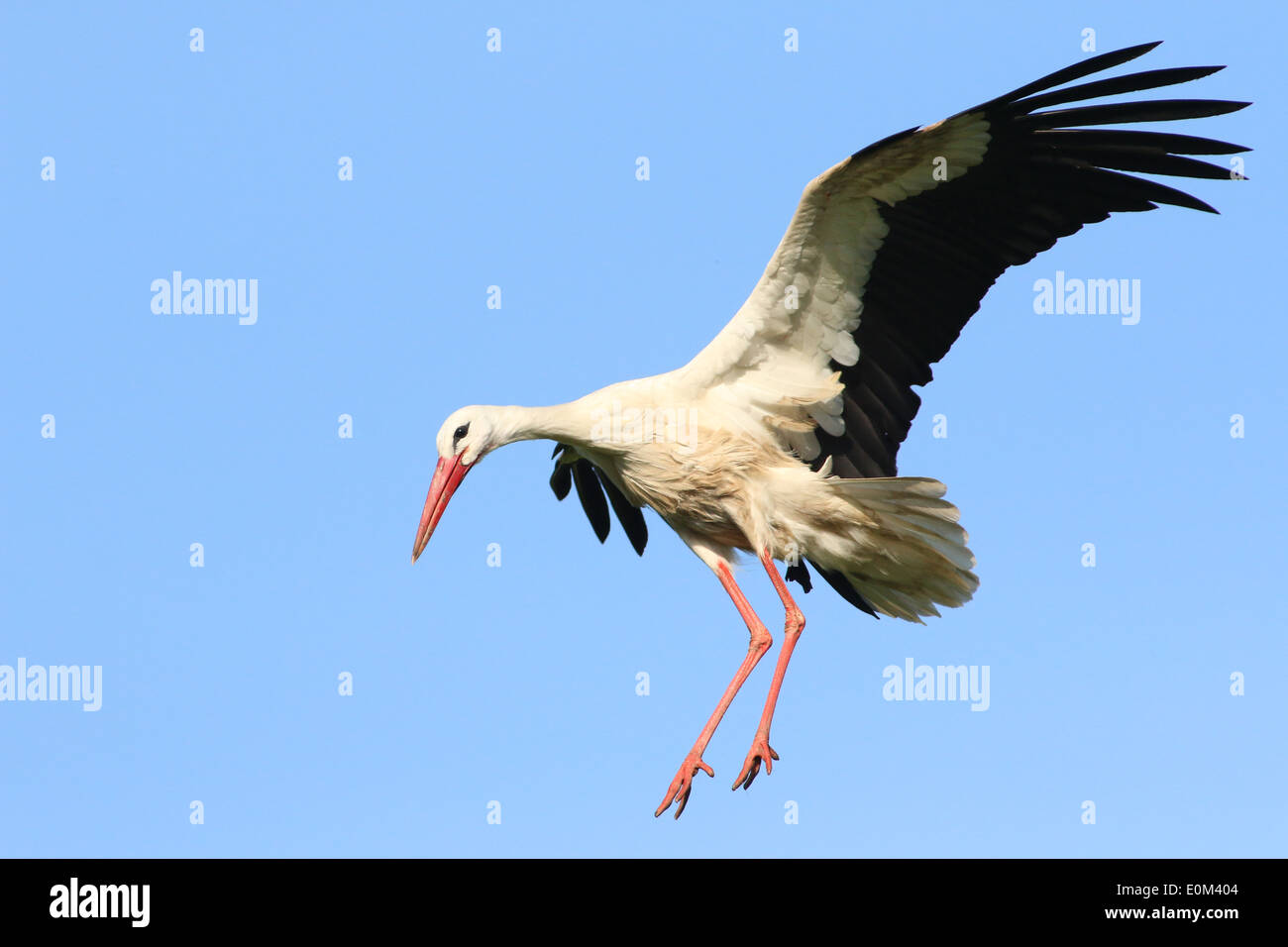 European White Stork (Ciconia ciconia) in flight, about to land Stock ...