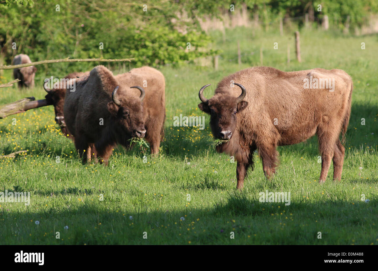 European breeding program hi-res stock photography and images - Alamy
