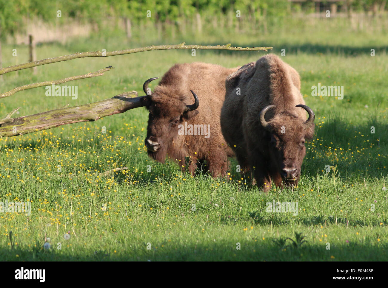 Two European bison or wisents (Bison bonasus Stock Photo - Alamy