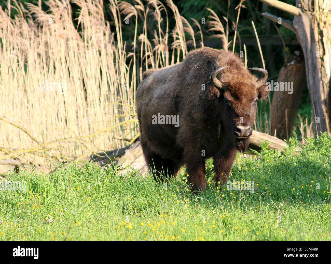 Large male European bison bull, a.k.a wisent (Bison bonasus Stock Photo ...