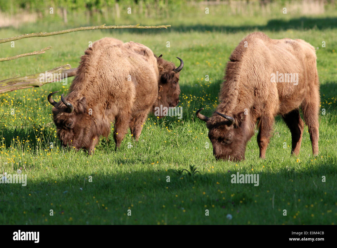 Bison d'europe hi-res stock photography and images - Alamy