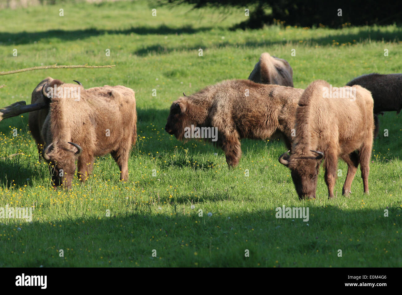Bison deurope hi-res stock photography and images - Alamy