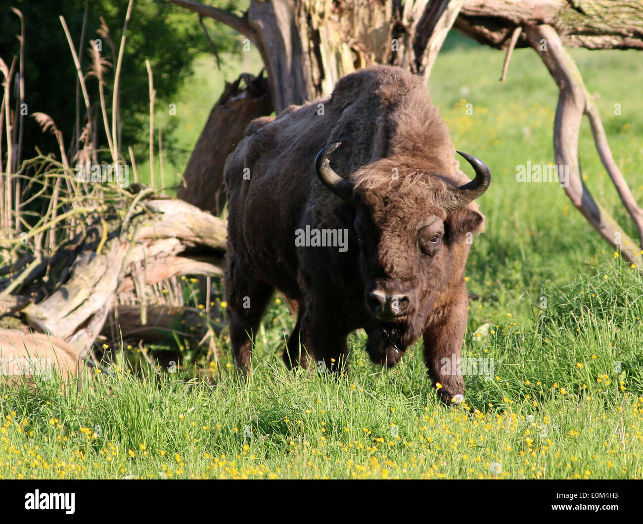 Male european bison hi-res stock photography and images - Alamy