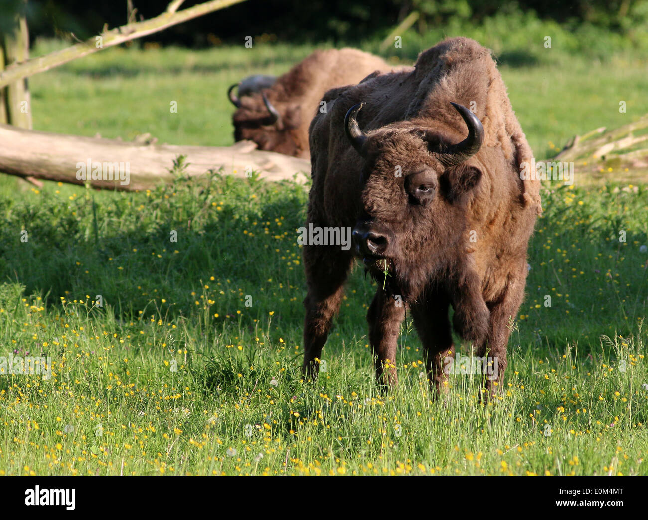 Large male European bison bull, a.k.a wisent (Bison bonasus Stock Photo ...