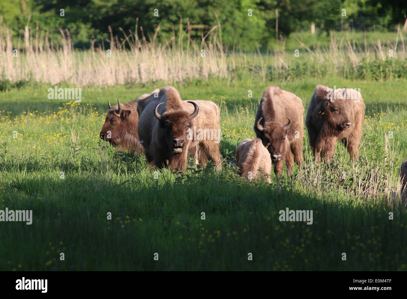 Bison bison herd walking hi-res stock photography and images - Alamy