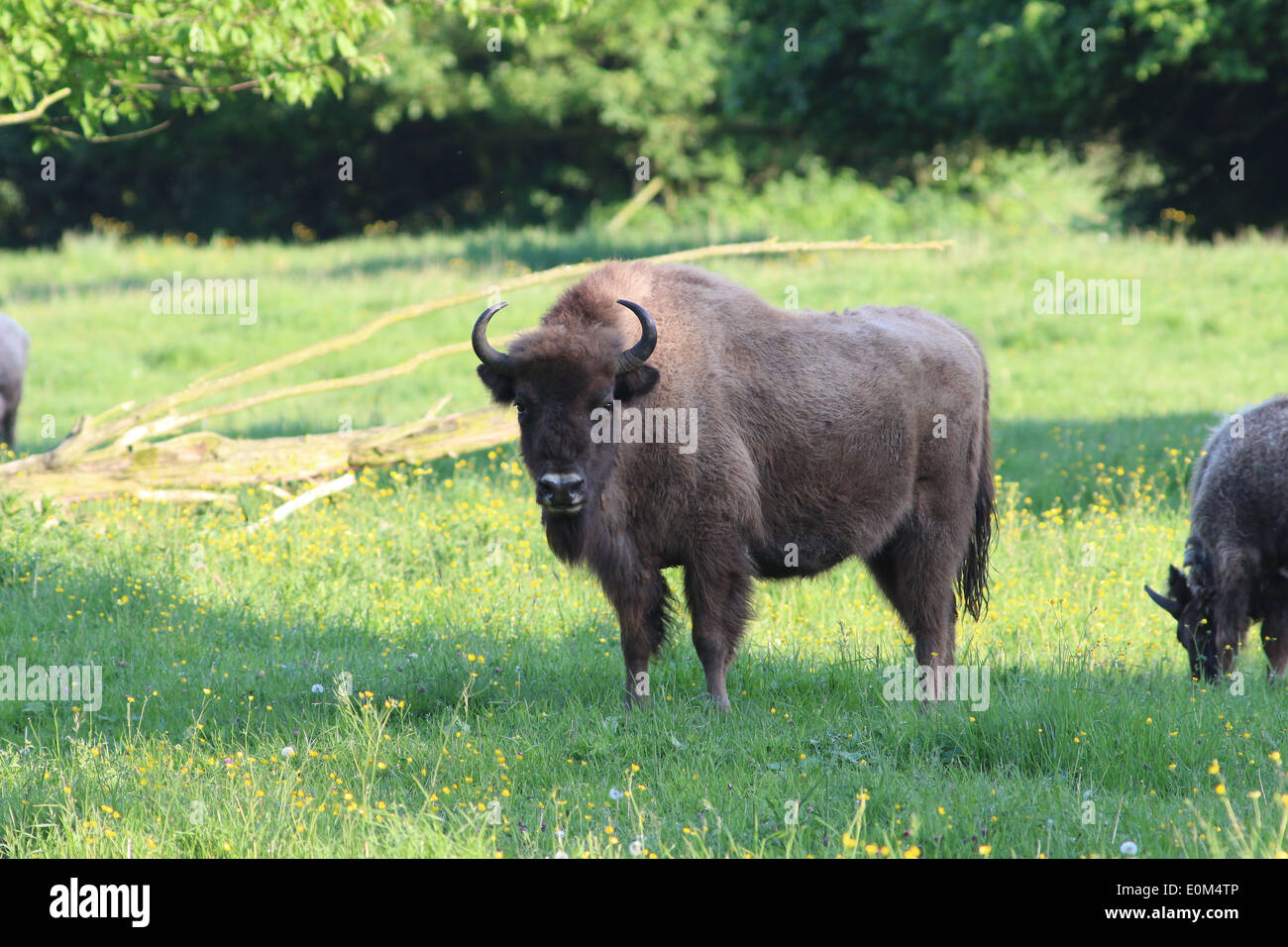 Bison bison herd walking hi-res stock photography and images - Alamy