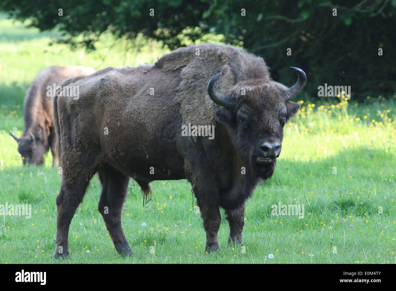 Bison d'europe hi-res stock photography and images - Alamy