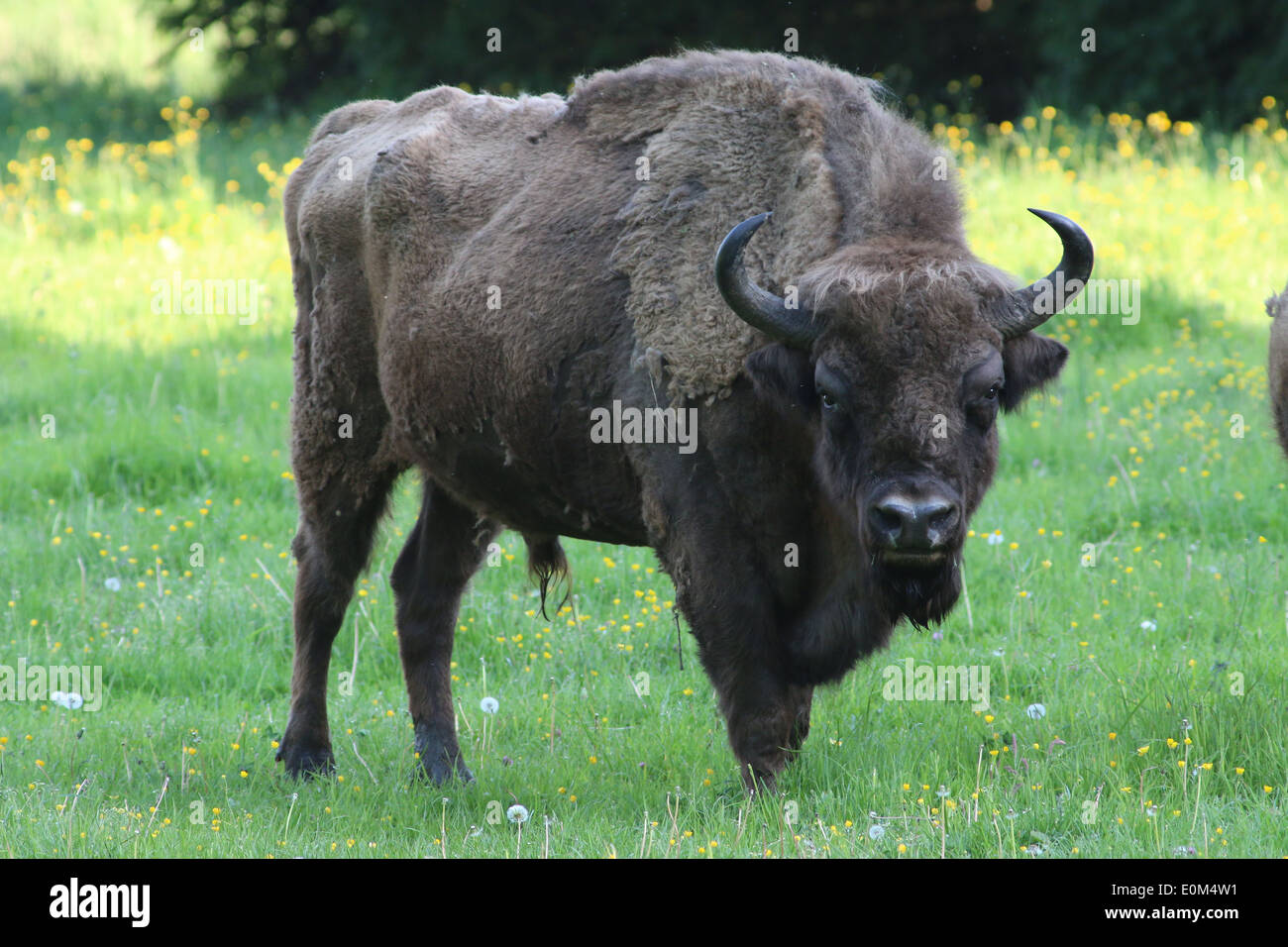 Large male European bison bull, a.k.a wisent (Bison bonasus Stock Photo ...