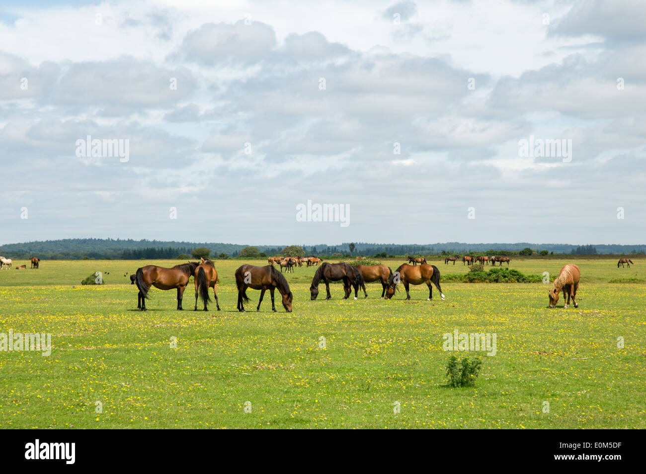 New forest landscape animals hi-res stock photography and images - Alamy