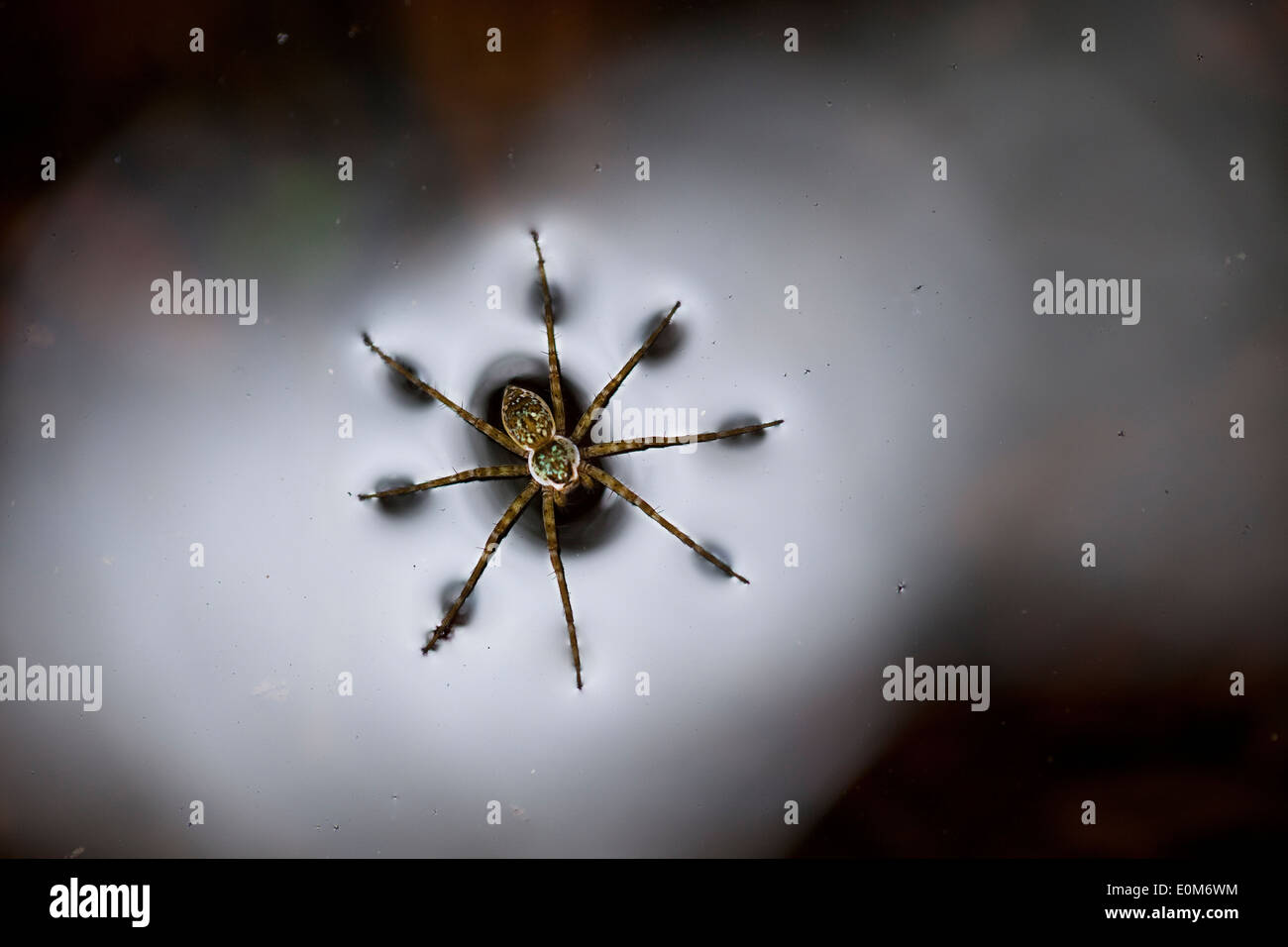 A spider floats in a flooded forest, Tambopata National Preserve, Peru ...