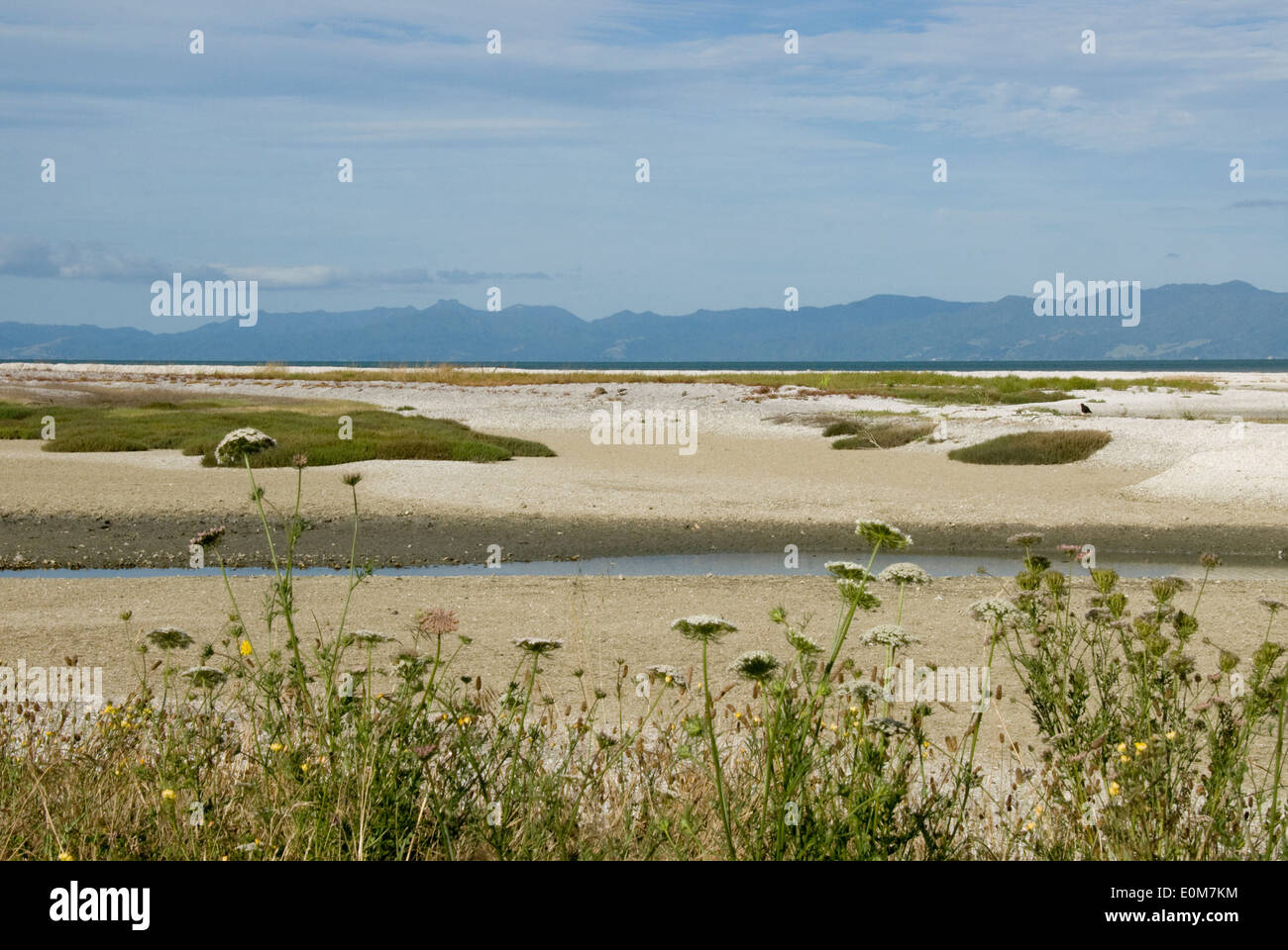 Tidal wetlands, Miranda, Sea Bird Coast, Firth of Thames, near Thames ...