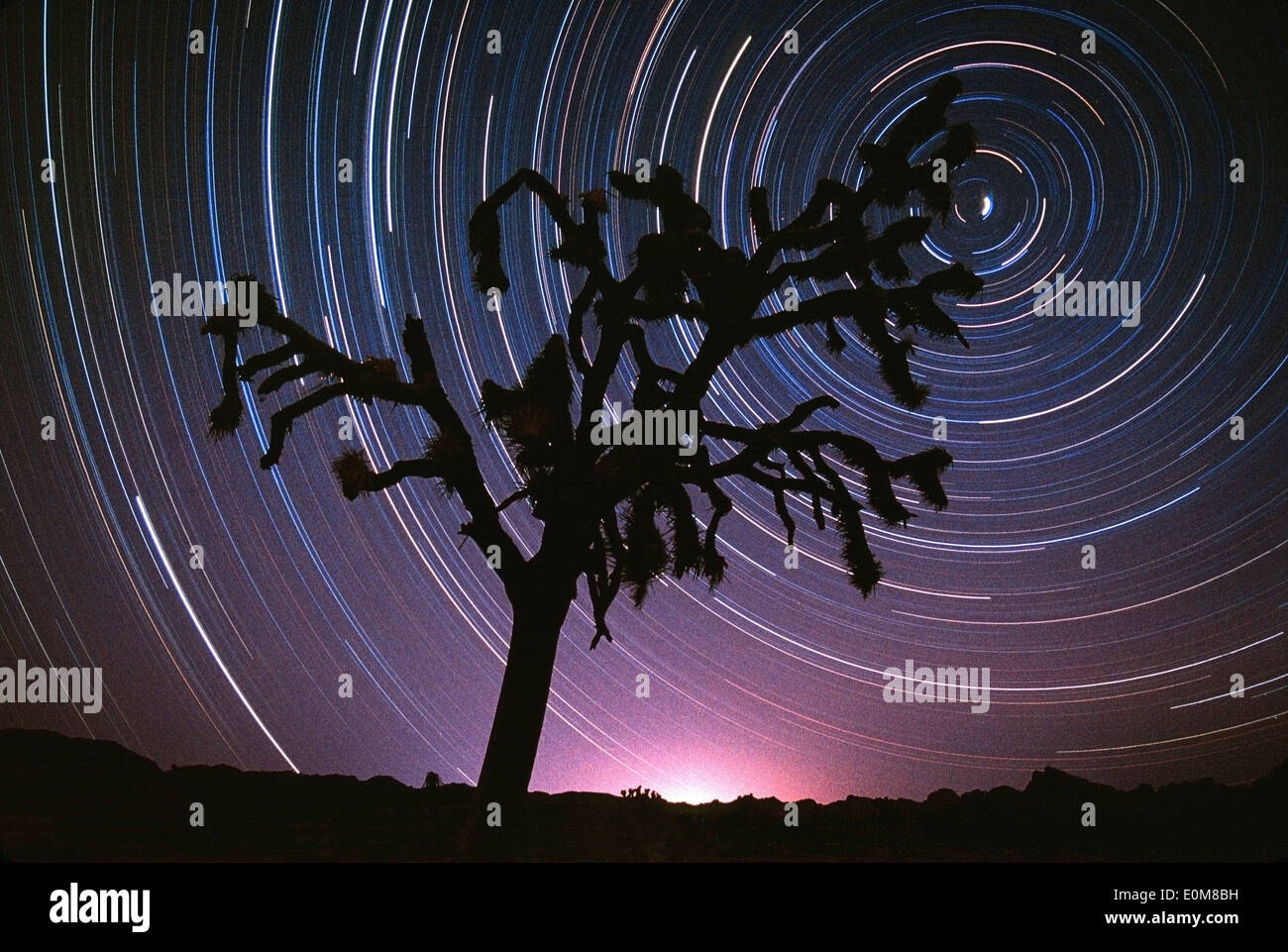 Long exposure (1 hour) of the stars turning over a Joshua Tree, Joshua ...