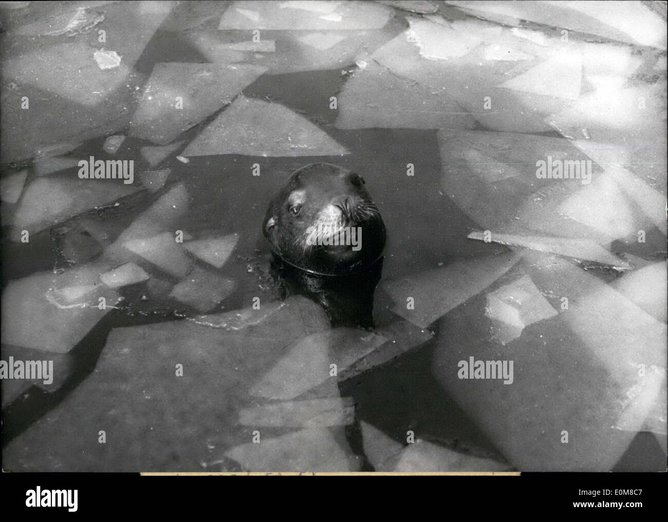 Jan. 30, 1954 - Seal Swimming in an Icy Pool Stock Photo - Alamy