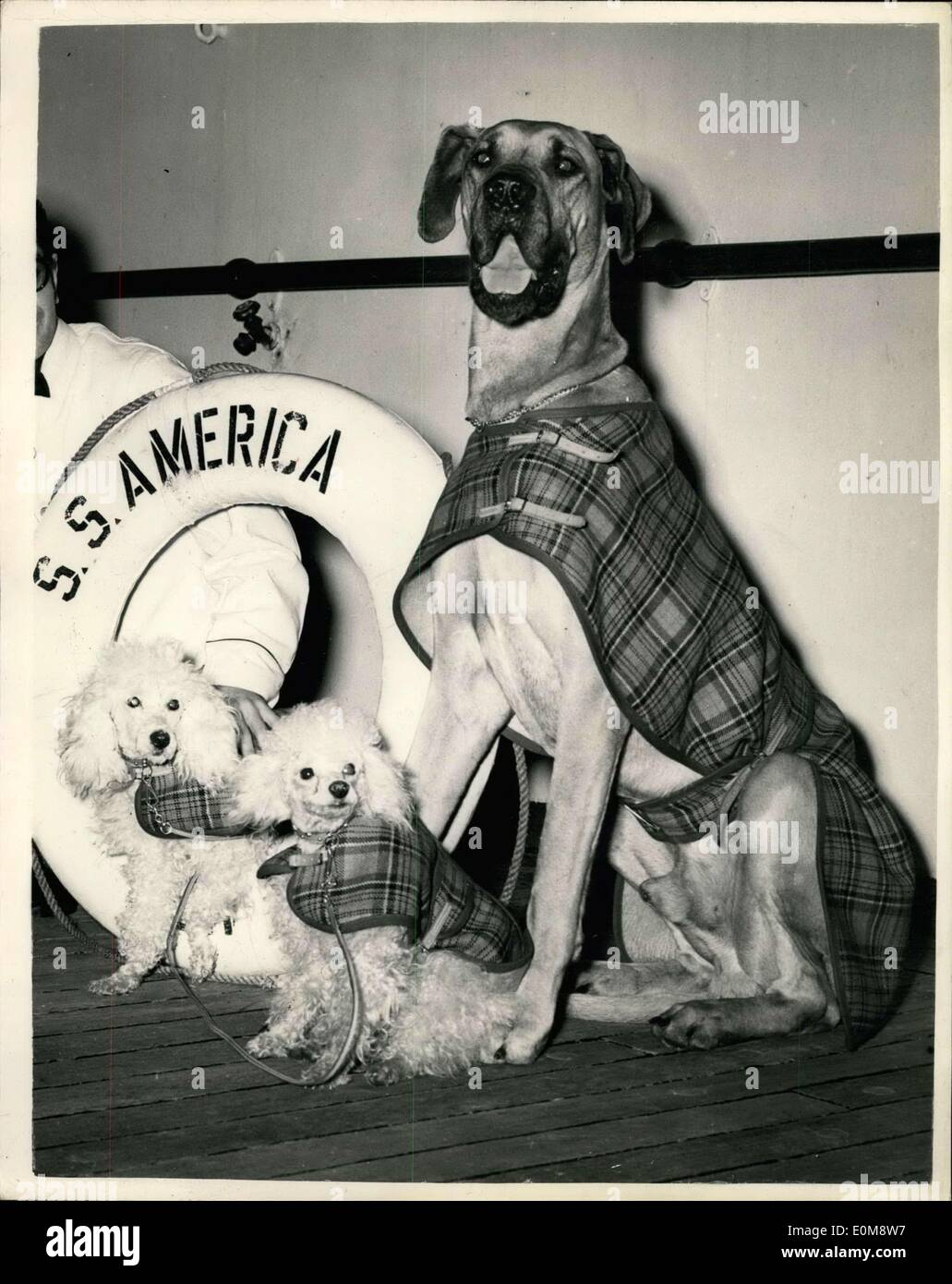 Dec. 29, 1953 - Dignity And Impudence The Great Dane And The Poodles ...