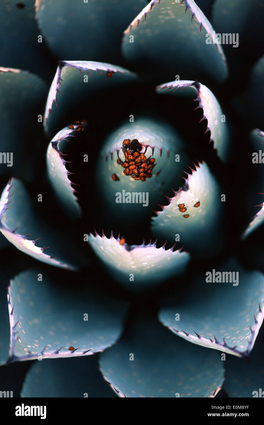 A group of ladybugs gathers on a blue agave in the Arizona desert in ...