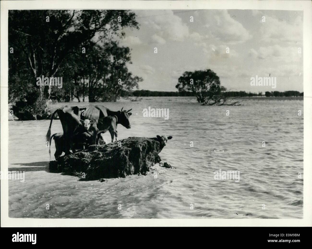 Mar. 03, 1954 - Vast flood damage in the New South Wales.. Cattle on ...