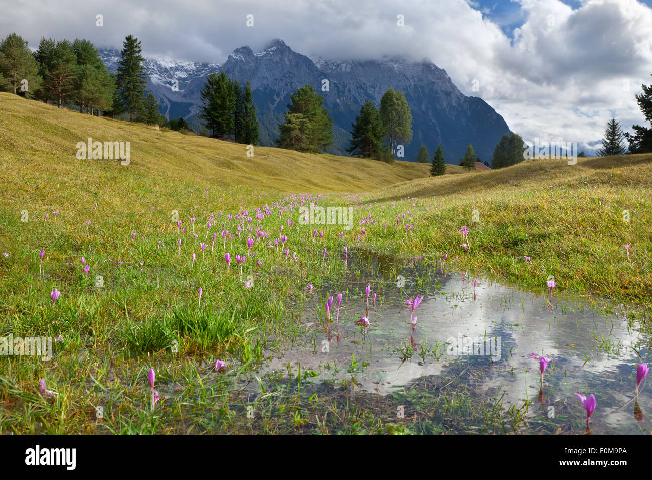 Alps meadows summer alpine flora hi-res stock photography and images ...