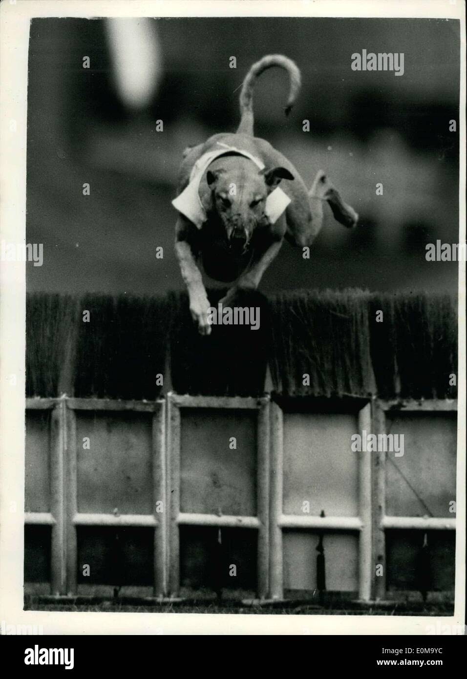 Leaping Greyhound High Resolution Stock Photography and Images - Alamy