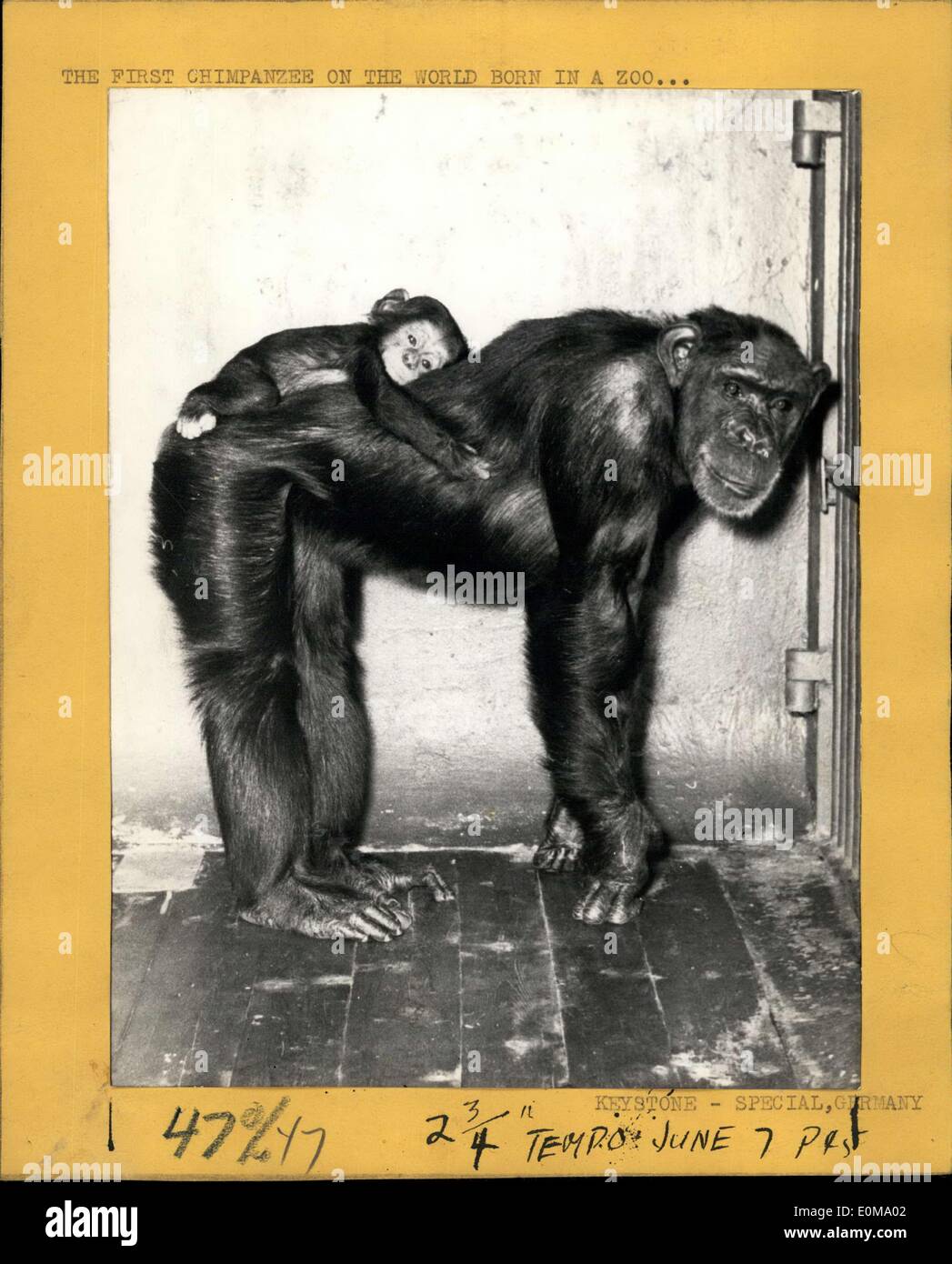 Human Ape Hybrid Oliver