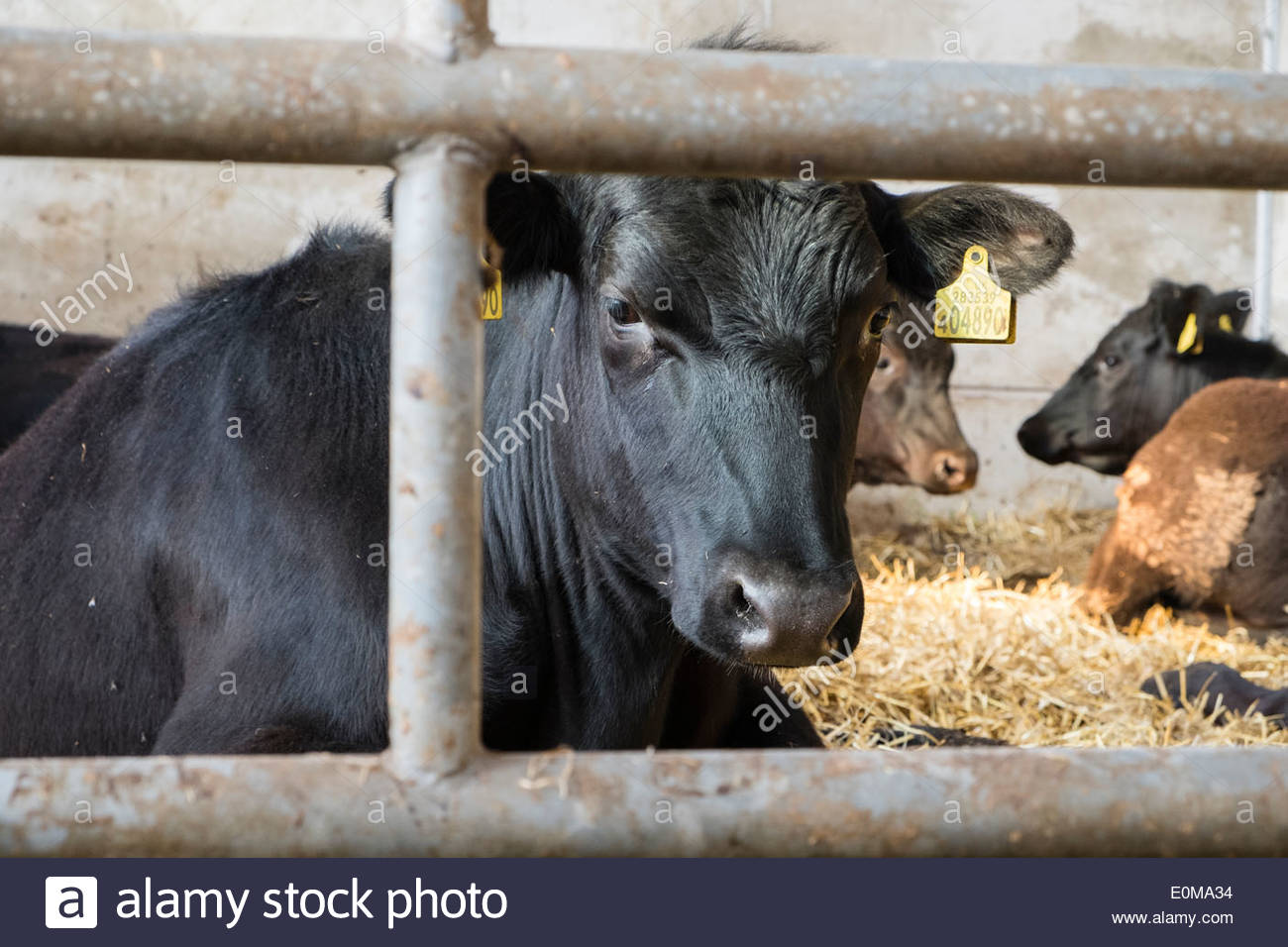 Aberdeen Angus Cow High Resolution Stock Photography and Images - Alamy
