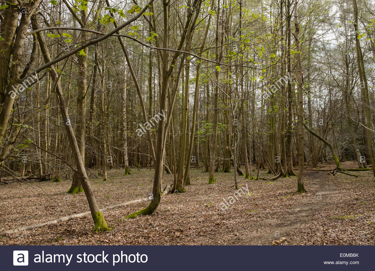 Cookham Wood Stock Photos & Cookham Wood Stock Images - Alamy