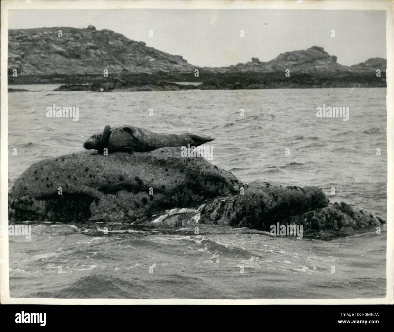 Jul. 07, 1954 - R.S.P.C.A. Continue Attempts To Release ''Sally'' The ...