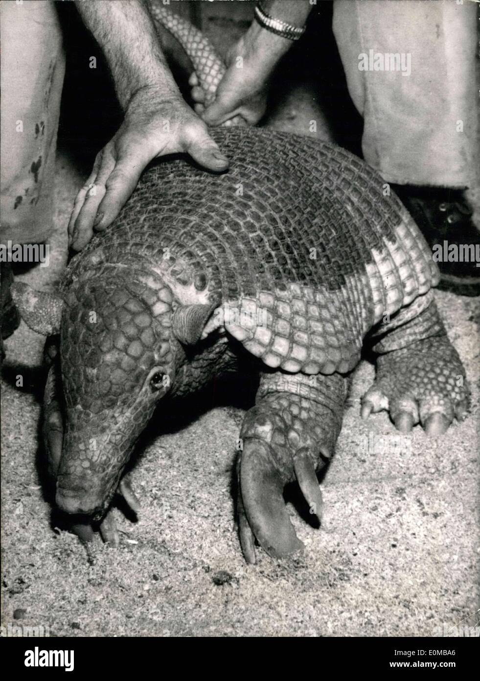 Jul. 14, 1954 - An armoured giant beast the zoo in Frankfurt/Main get ...