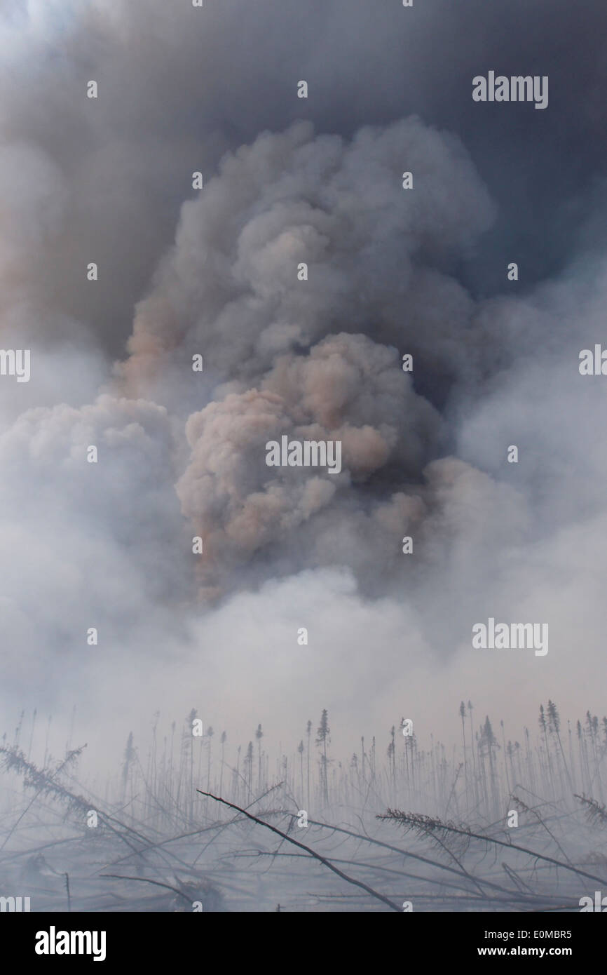 Black spruce trees hi-res stock photography and images - Alamy