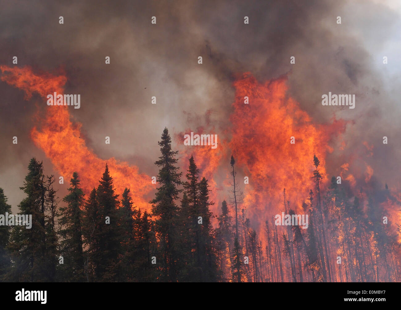 Black spruce trees hi-res stock photography and images - Alamy