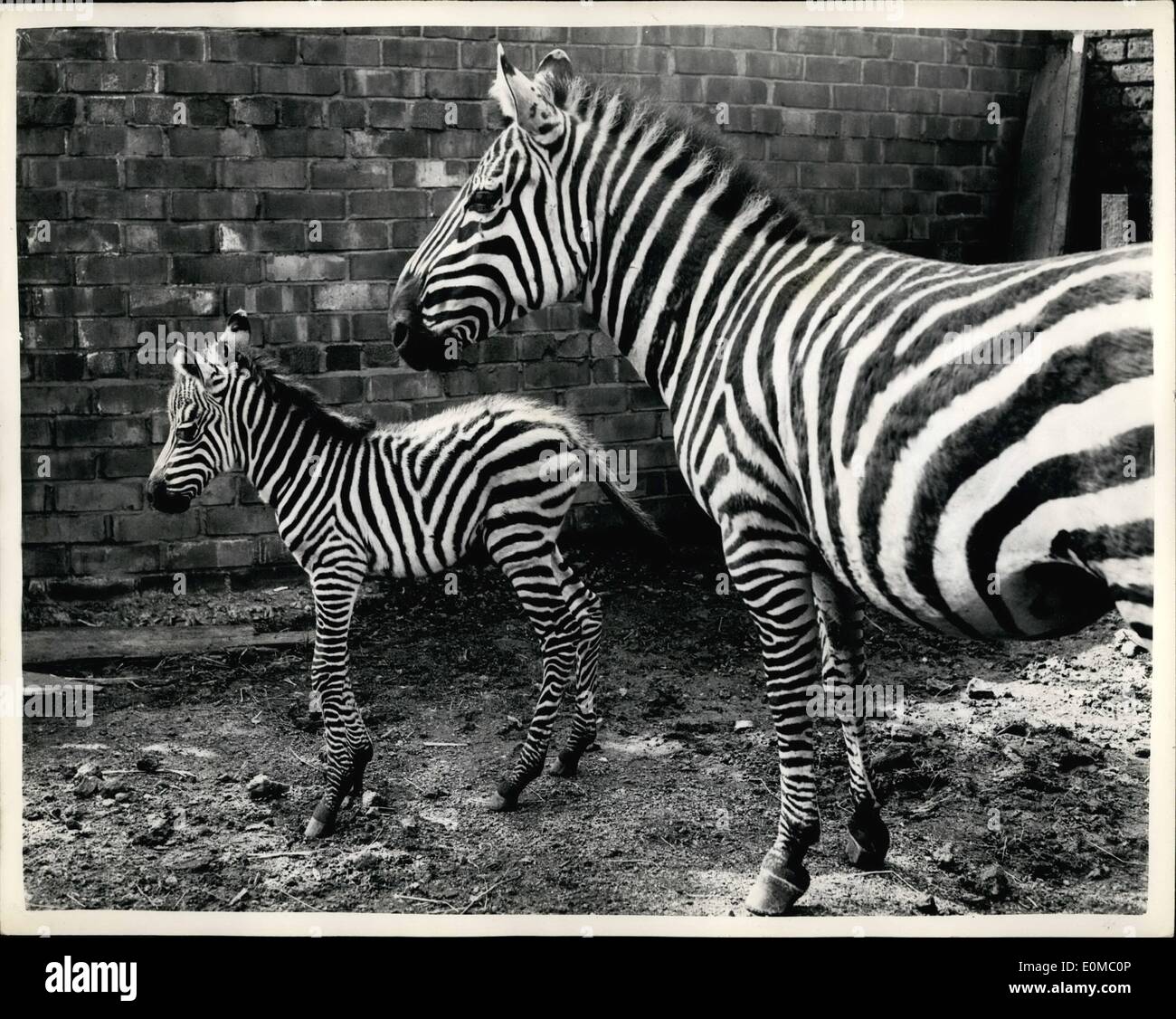 Jun. 06, 1954 - Baby Male Zebra Born At Belle Vue - Manchester First ...