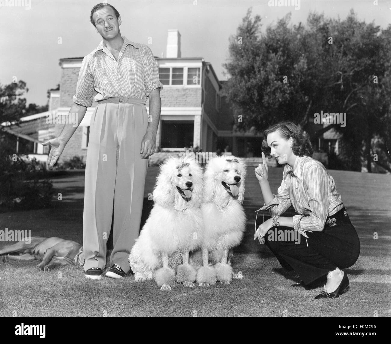 Actor David Niven in his backyard with wife and dogs Stock Photo - Alamy