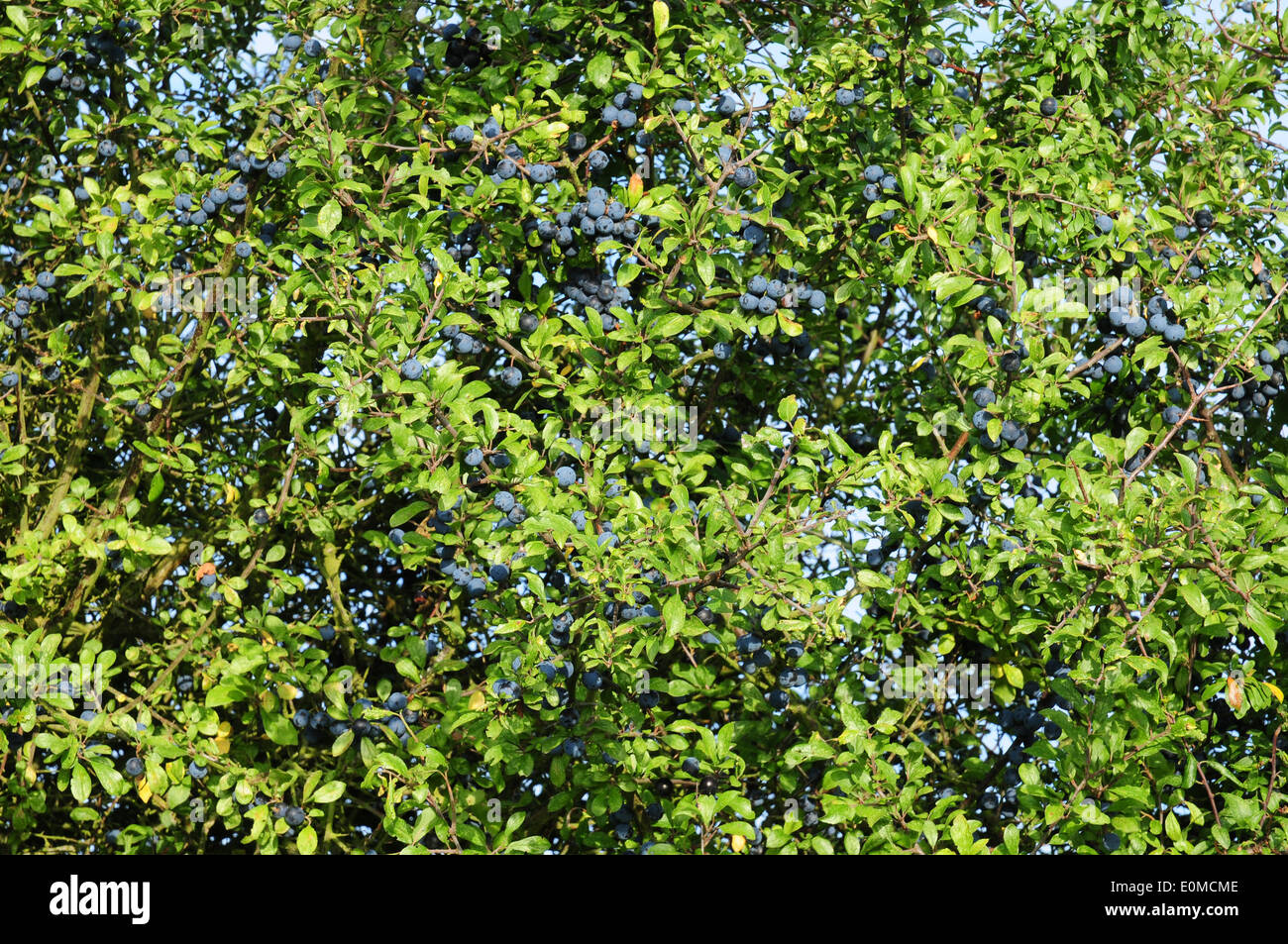 Bullaces hi-res stock photography and images - Alamy