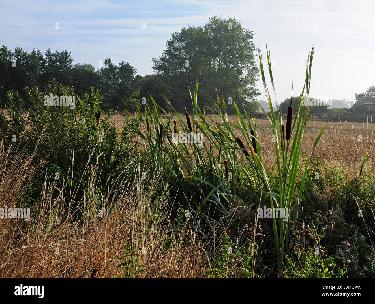 Reedmace typha latifolia hi-res stock photography and images - Alamy