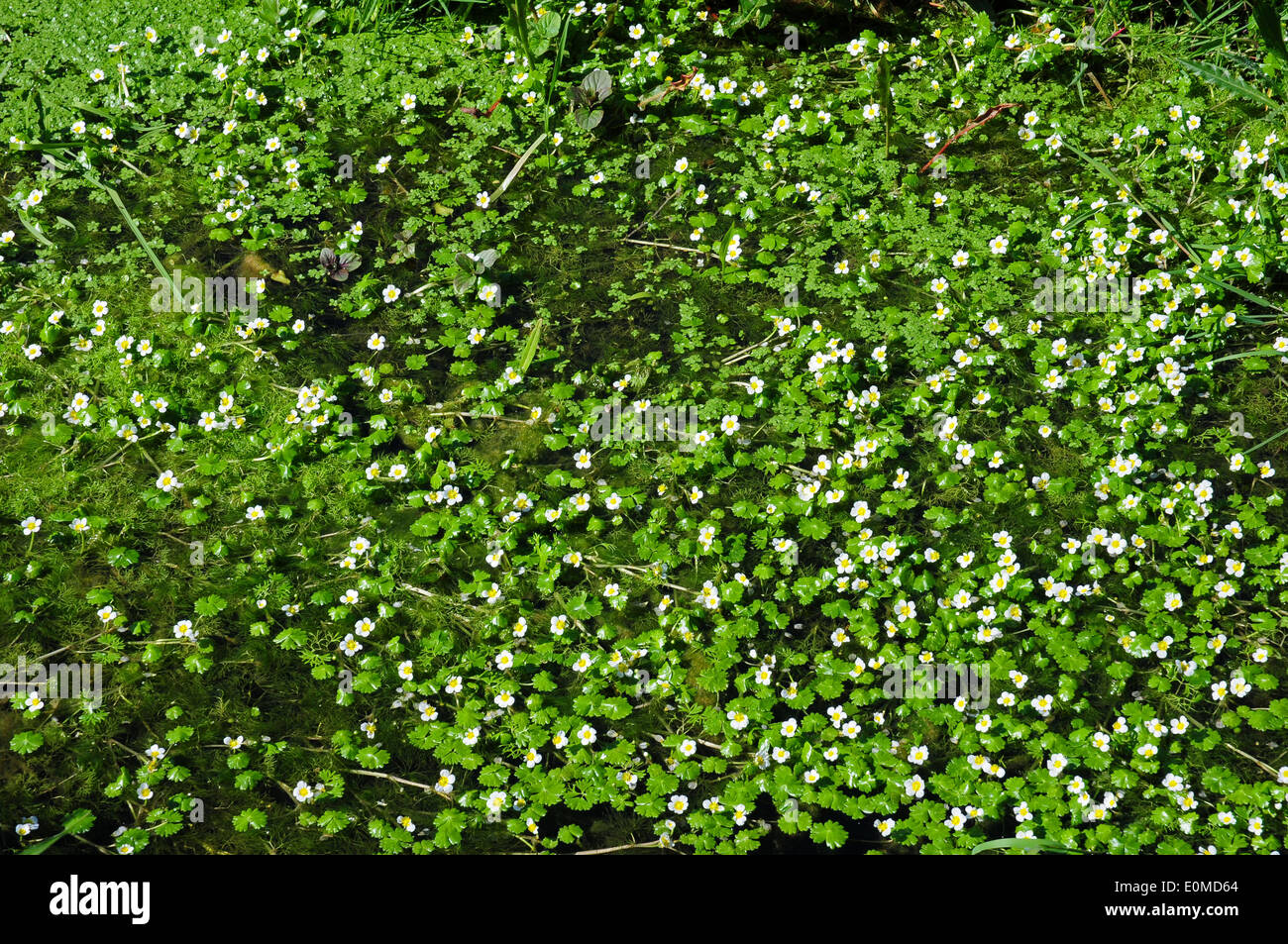 Common Water Crowfoot growing in a drainage ditch Stock Photo - Alamy