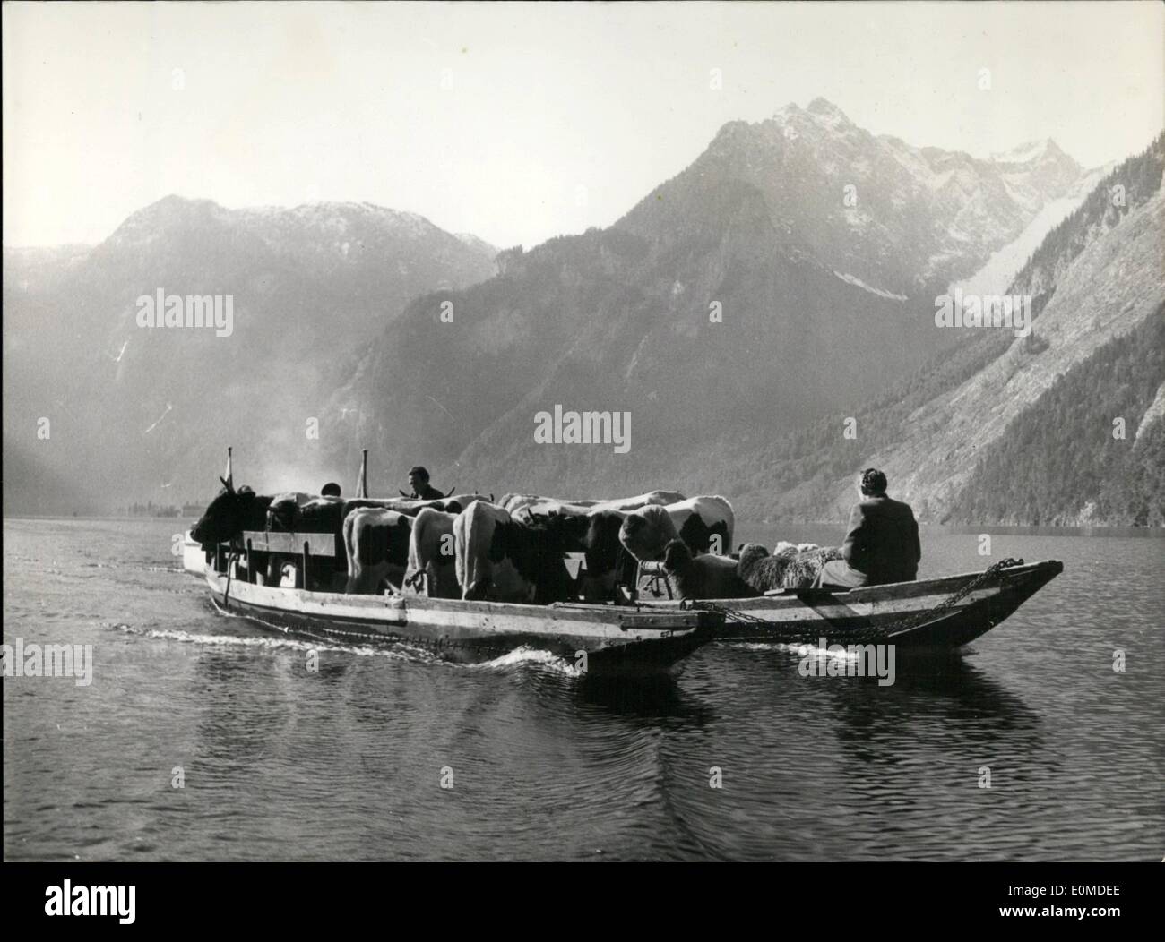 Oct. 10, 1954 - Cows in a boat; The boatman of the Konigssee in the ...