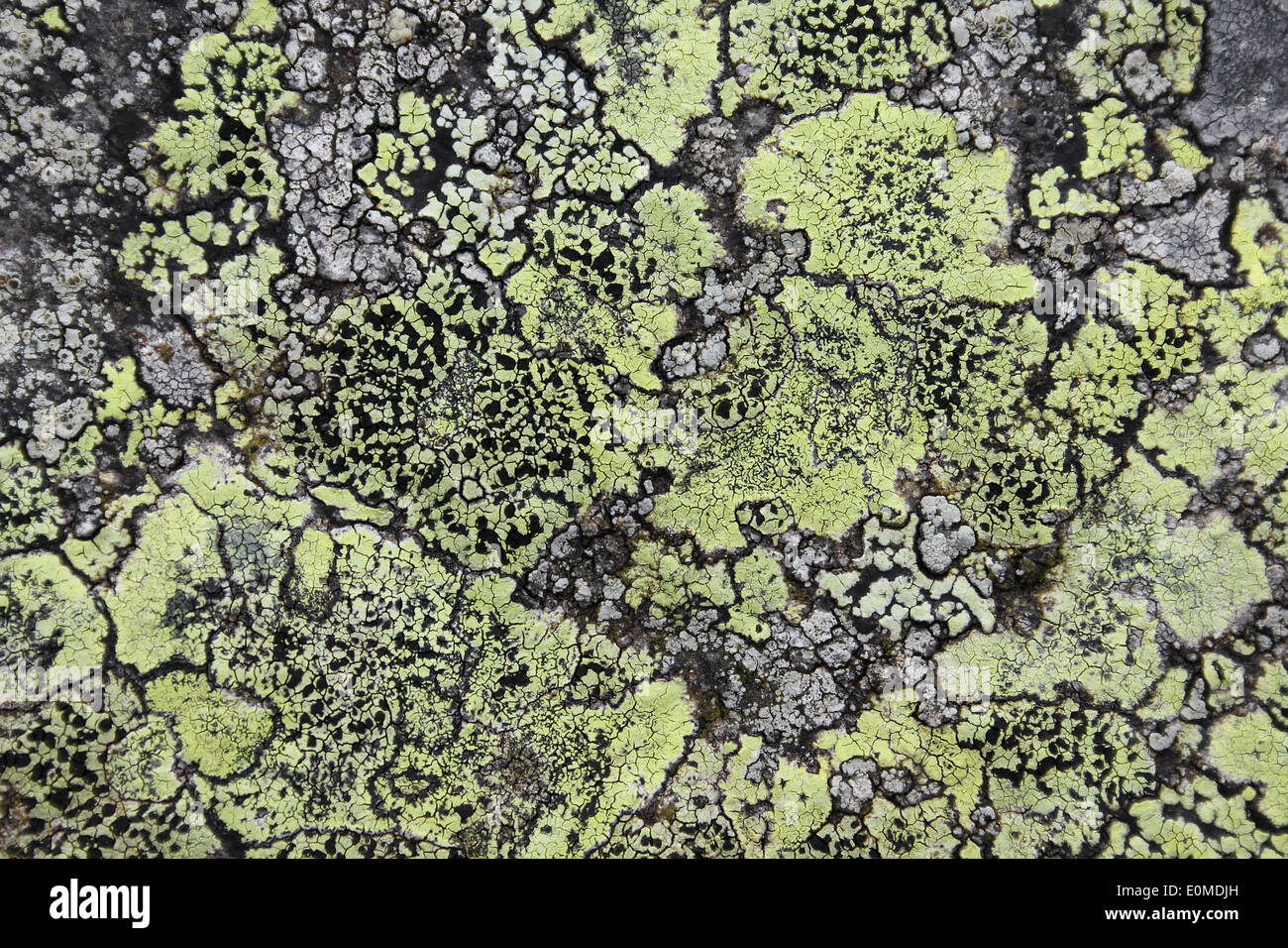 Map Lichen Rhizocarpon geographicum Stock Photo - Alamy