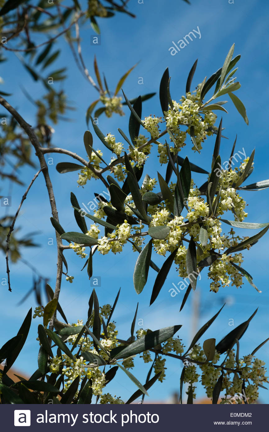 Olive Blossom Stock Photos & Olive Blossom Stock Images - Alamy