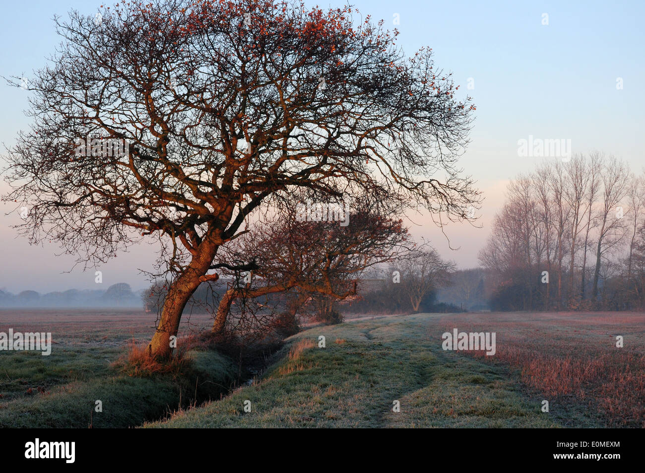 Rising sun on windblown Oak trees. Quercus robur. Frosty December ...