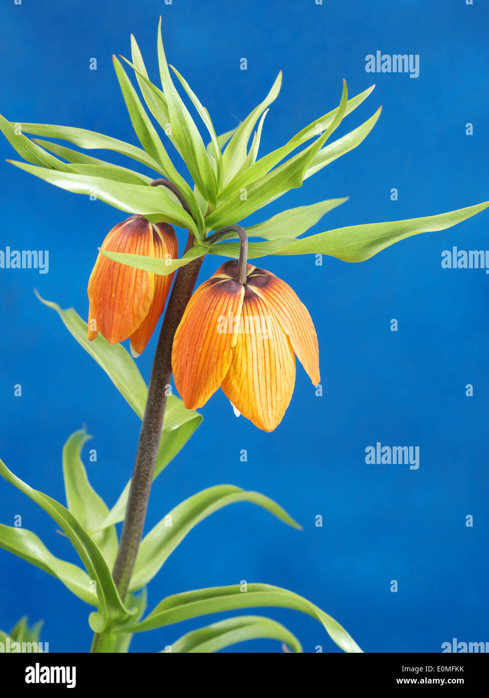 Imperial blue hi-res stock photography and images - Alamy