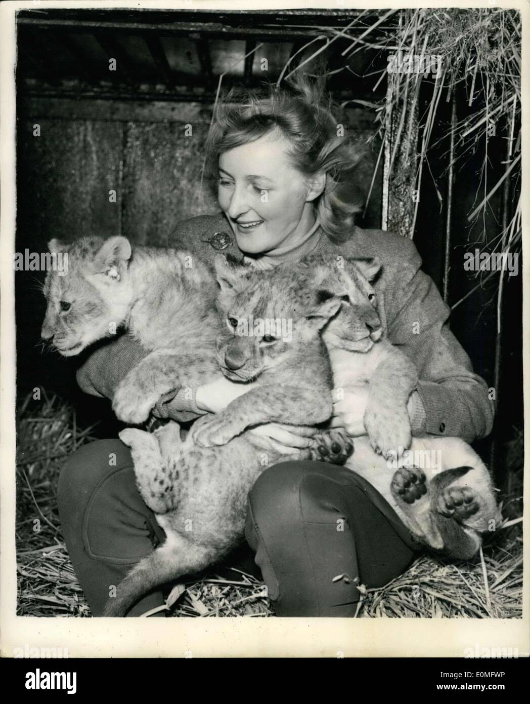 Jan. 01, 1955 - Ten Weeks old lion cub triples at Whipsnade.. New Year ...